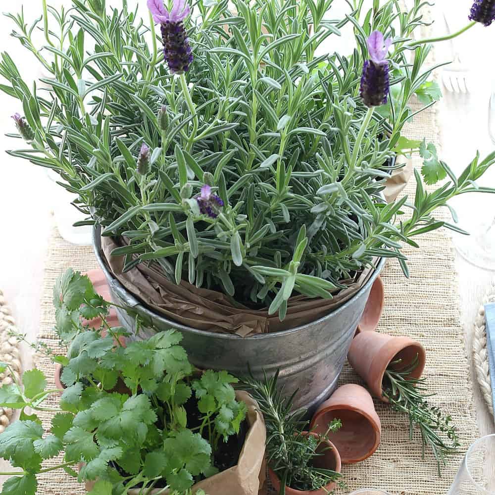 Herb Table Centerpiece Christmas