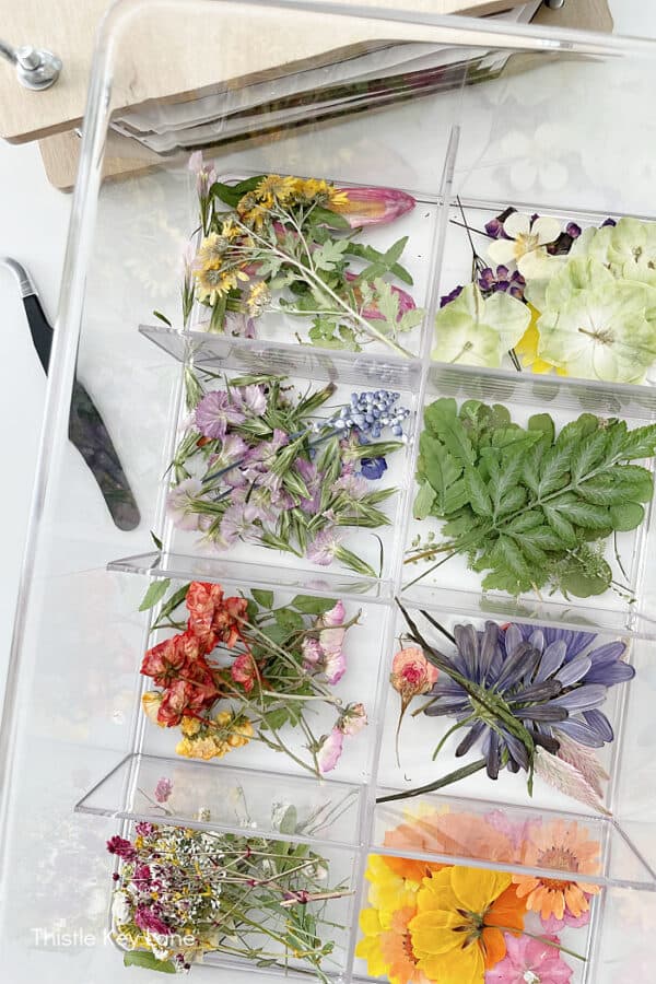 How To Create Art With Pressed Flowers - Thistle Key Lane