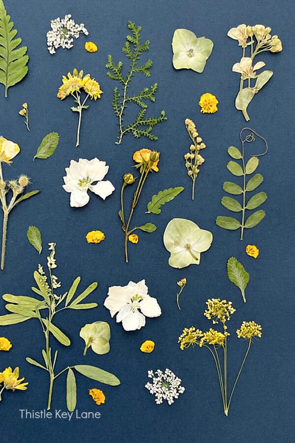 How To Create Art With Pressed Flowers - Thistle Key Lane