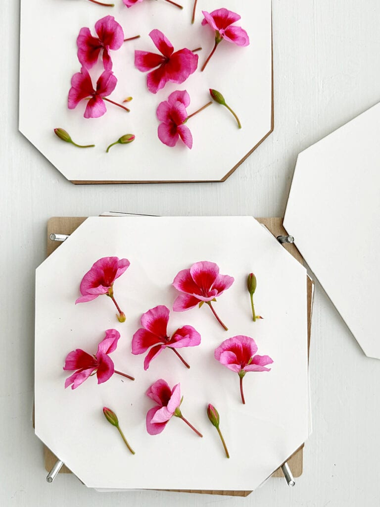 Mixed Media Art With Pressed Flowers - Thistle Key Lane