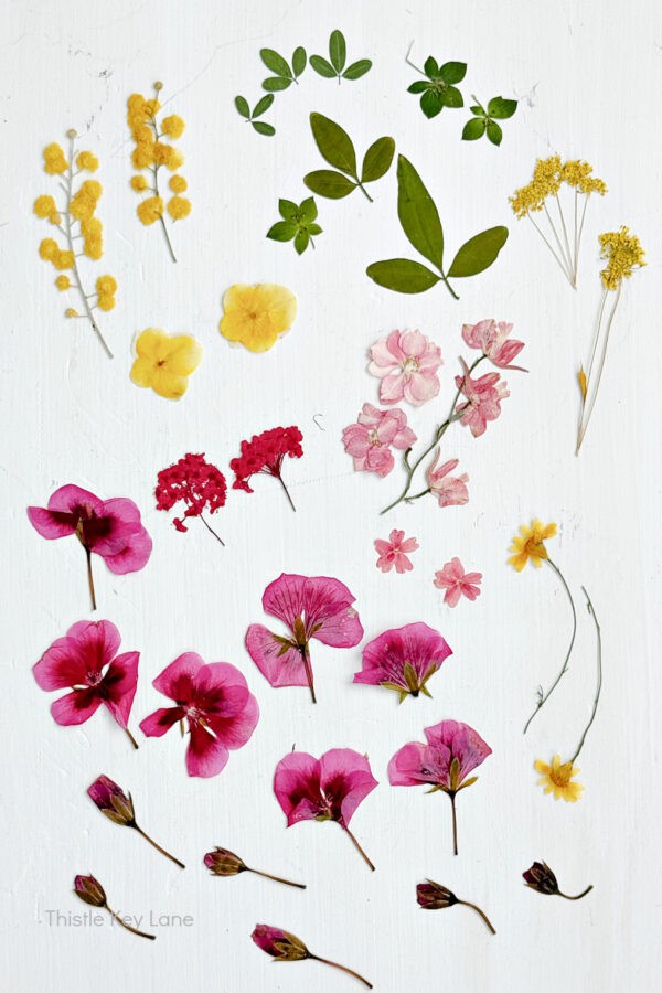 Mixed Media Art With Pressed Flowers - Thistle Key Lane
